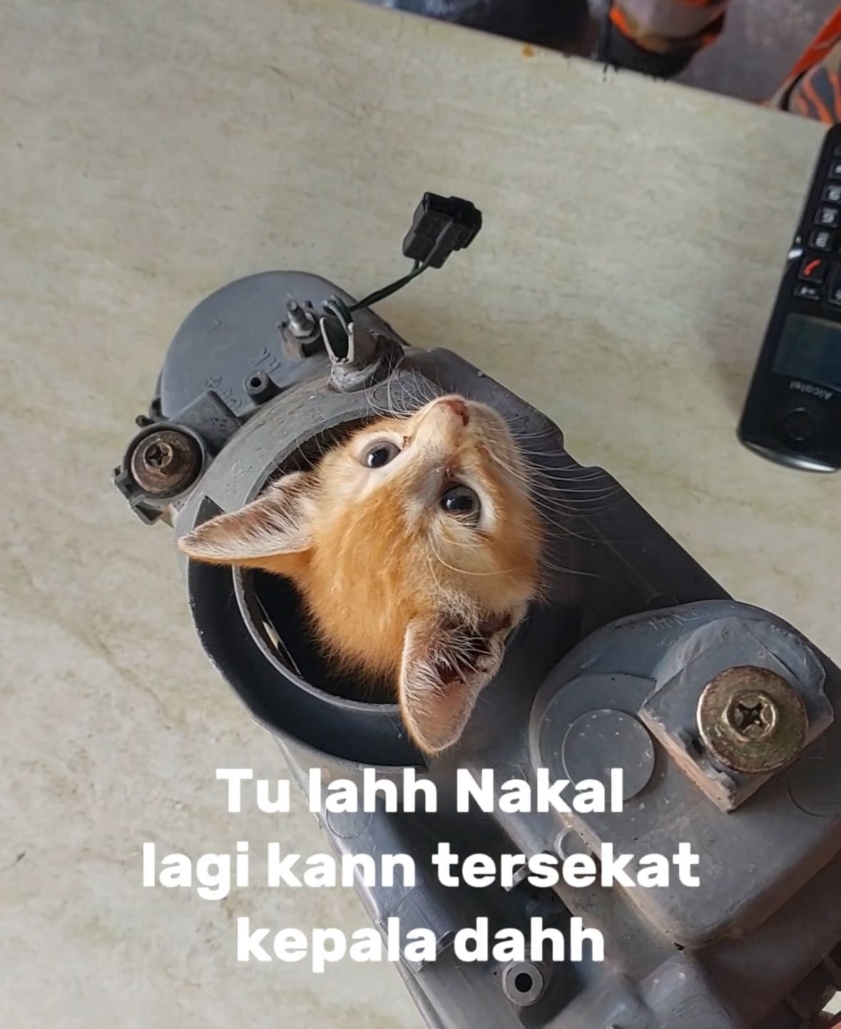 M’sian Firefighters Rescue Oyen With Head Stuck In Metal Ring & It ...